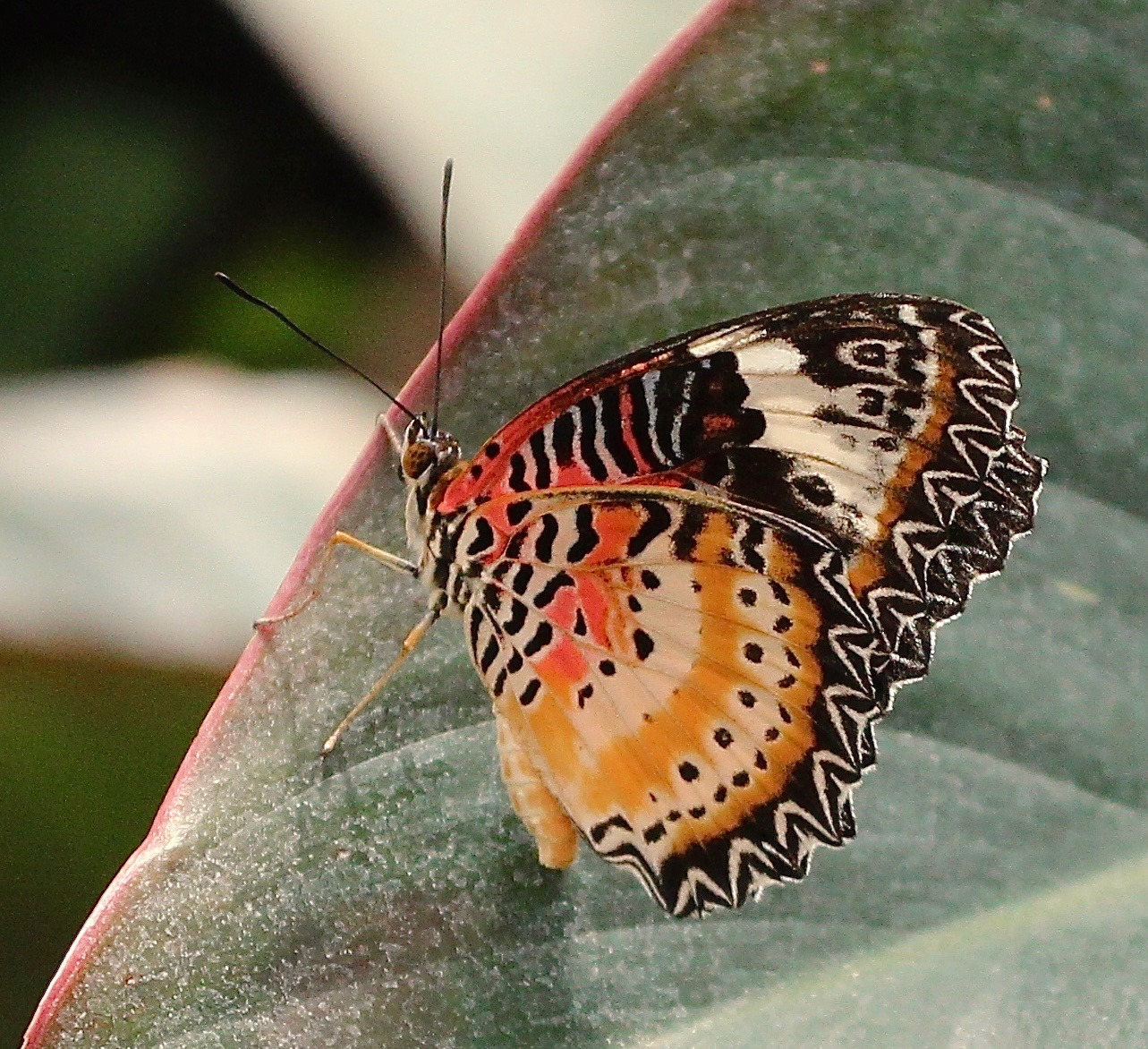 e4 – UNHERALDED.FISH