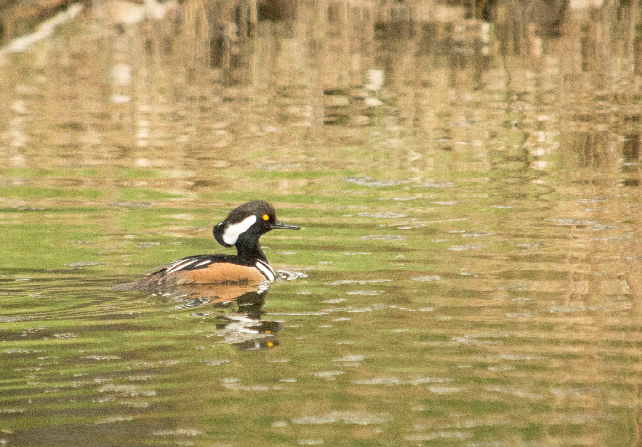 MICHAEL BOGERT: Photo Gallery — Avian April, Part 2 – UNHERALDED.FISH