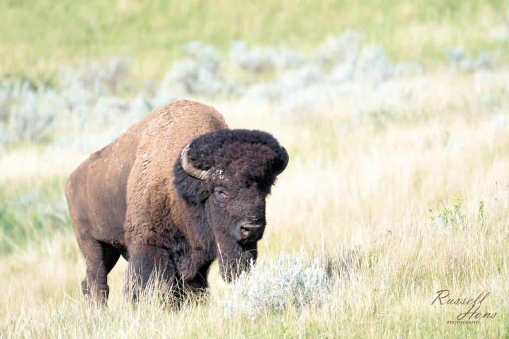 RUSS HONS: Photo Gallery — Medora — Theodore Roosevelt National Park ...