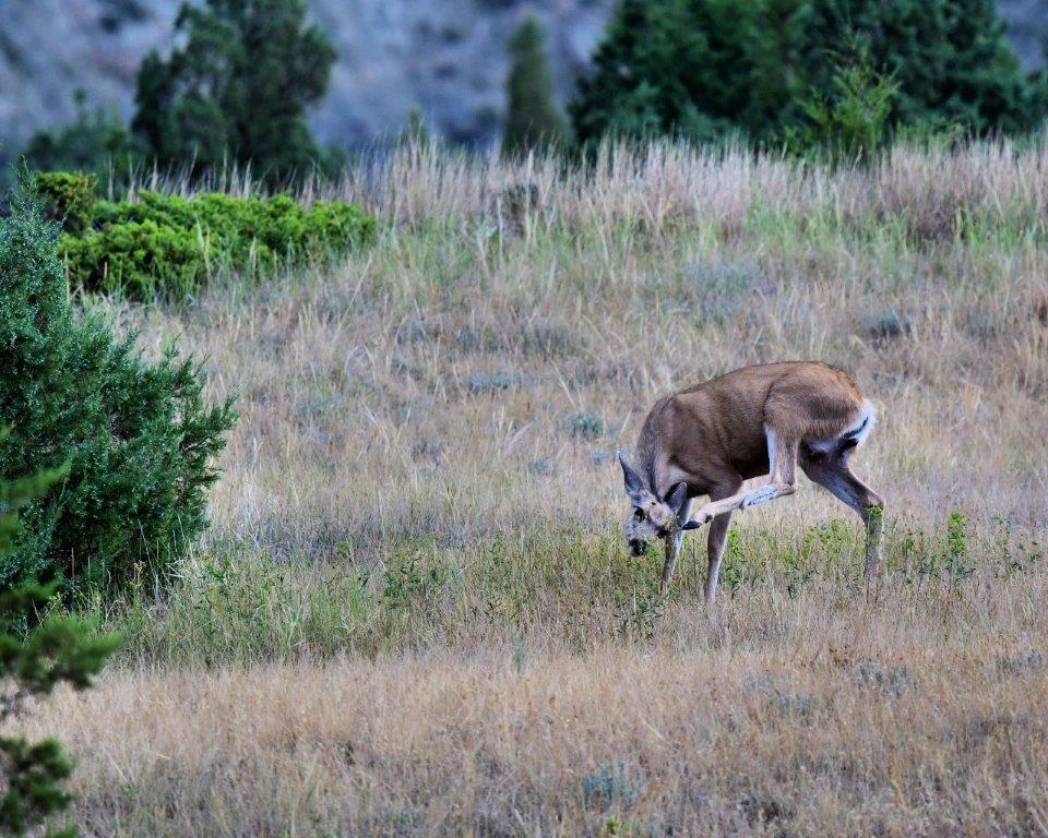 RUSS HONS: Photo Gallery — A Medora Weekend – UNHERALDED.FISH