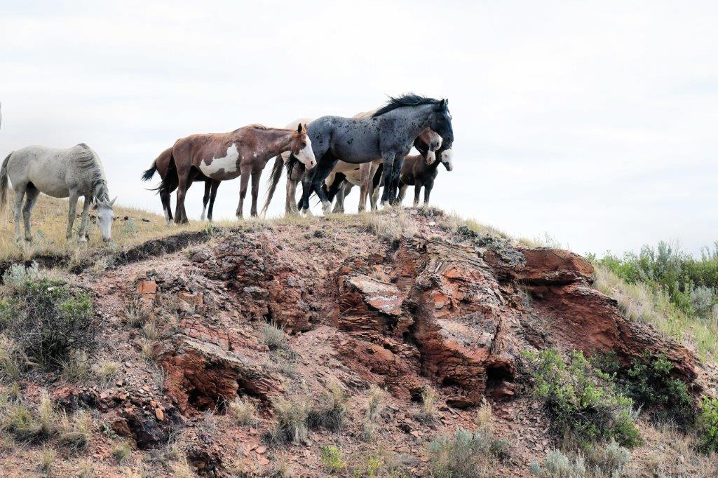 RUSS HONS: Photo Gallery — A Medora Weekend – UNHERALDED.FISH
