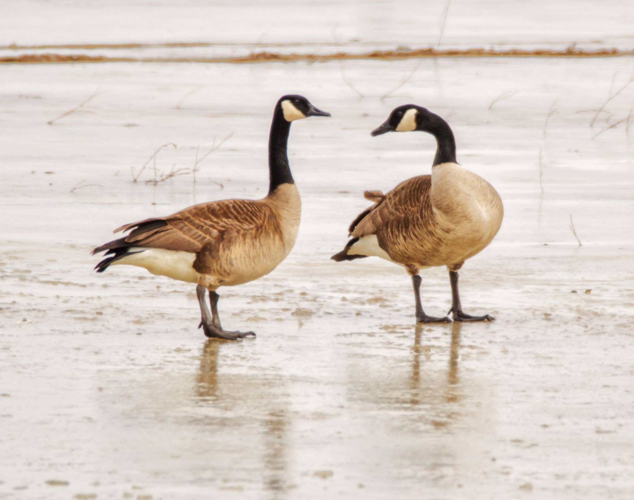 MICHAEL BOGERT: Photo Gallery — Springing Into Action – UNHERALDED.FISH