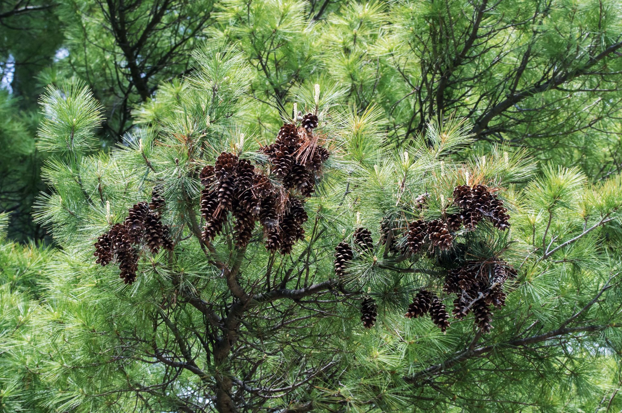 b8 – UNHERALDED.FISH