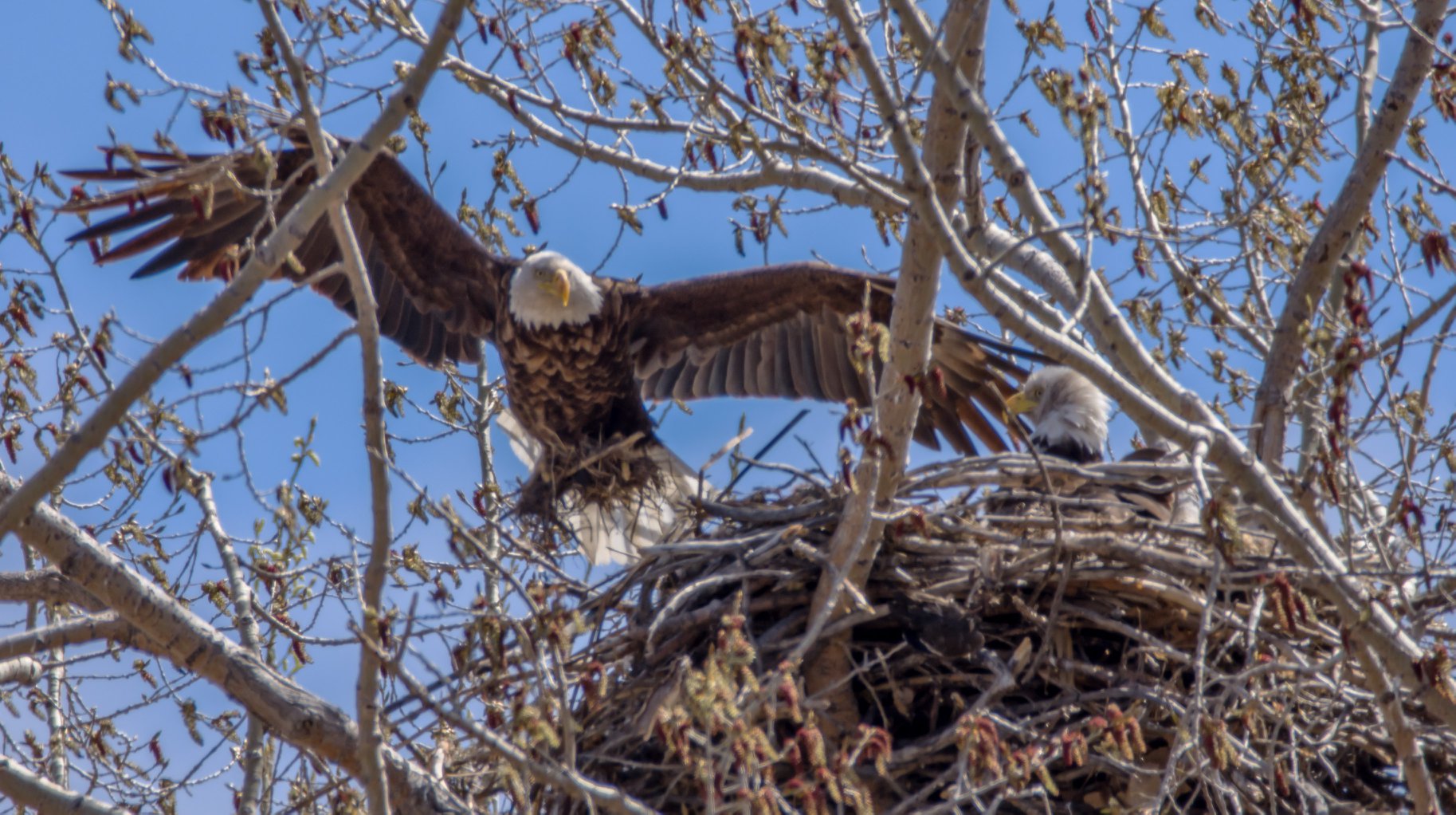 MICHAEL BOGERT: Photo Gallery — Bevy Of Birds – UNHERALDED.FISH