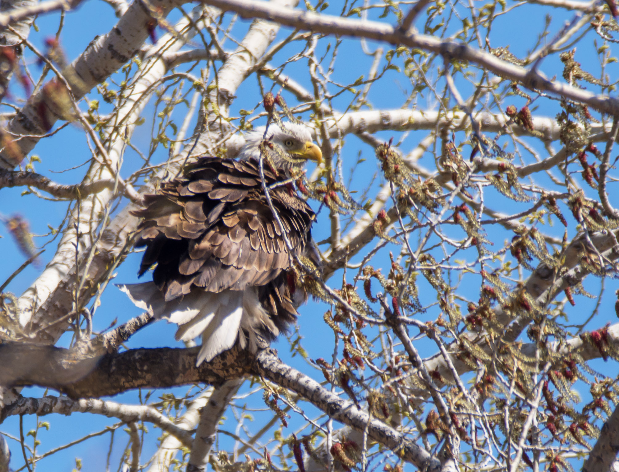 MICHAEL BOGERT: Photo Gallery — Bevy Of Birds – UNHERALDED.FISH