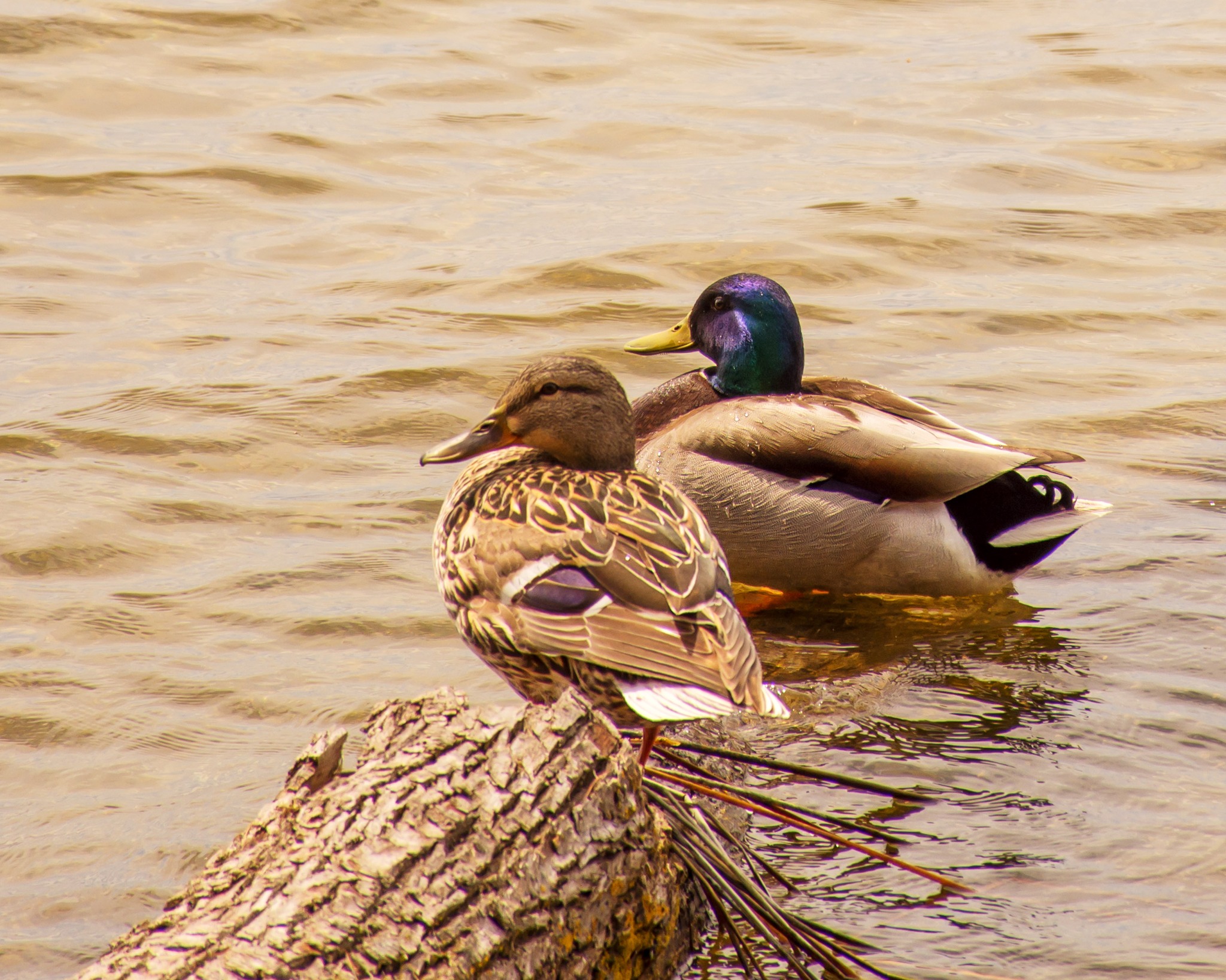 b2 – UNHERALDED.FISH